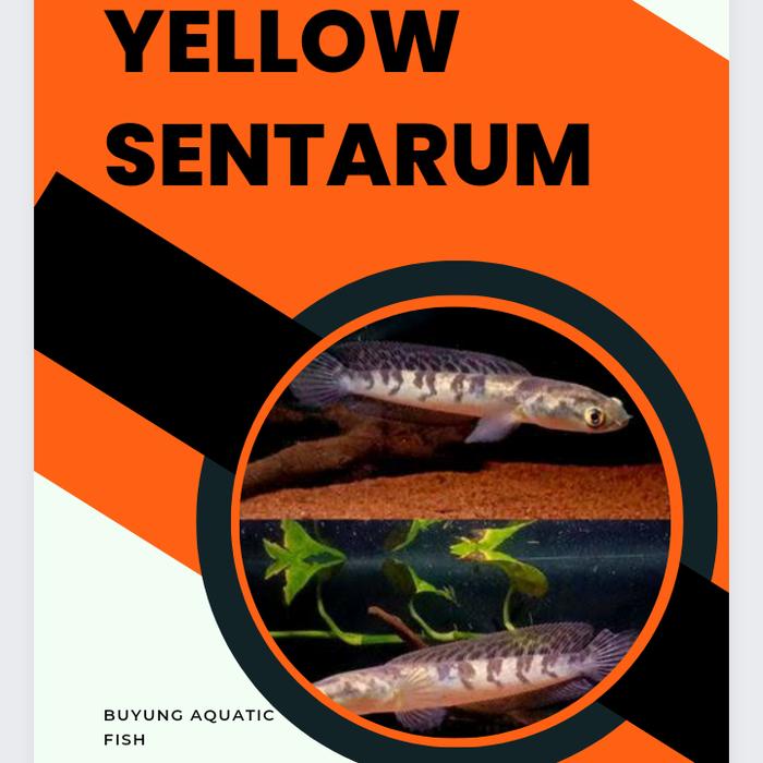 Jual ikan canna yellow sentarum cb-ikan predator- ikan hias -IKAN air ...