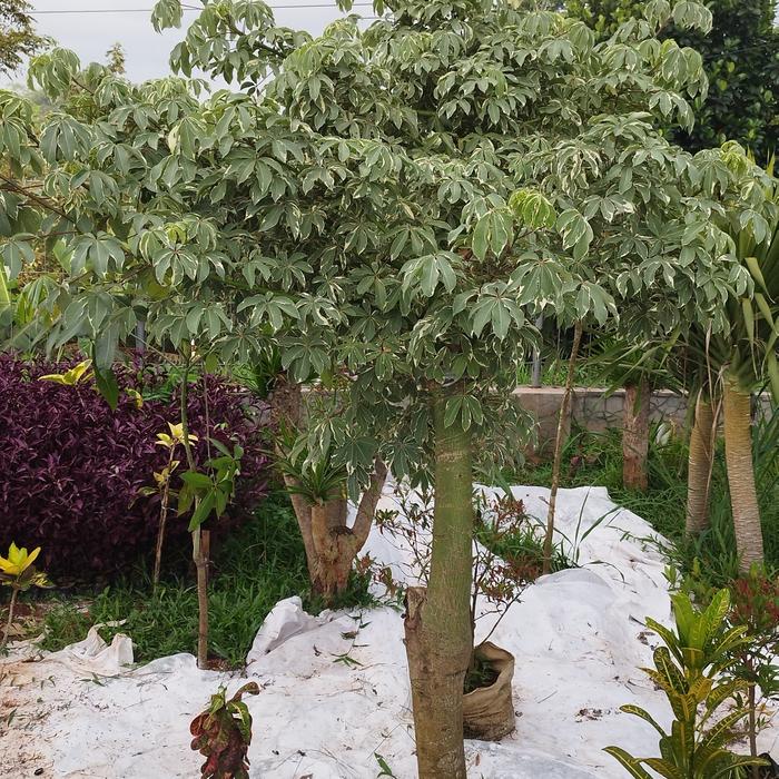 Jual pohon kapuk varigata Tanaman pohon kapuk - Kab. Bogor - beautiful ...