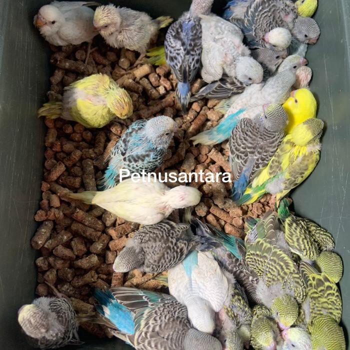 Jual anakan lolohan burung parrot parkit warna bahan jinak - Kota ...