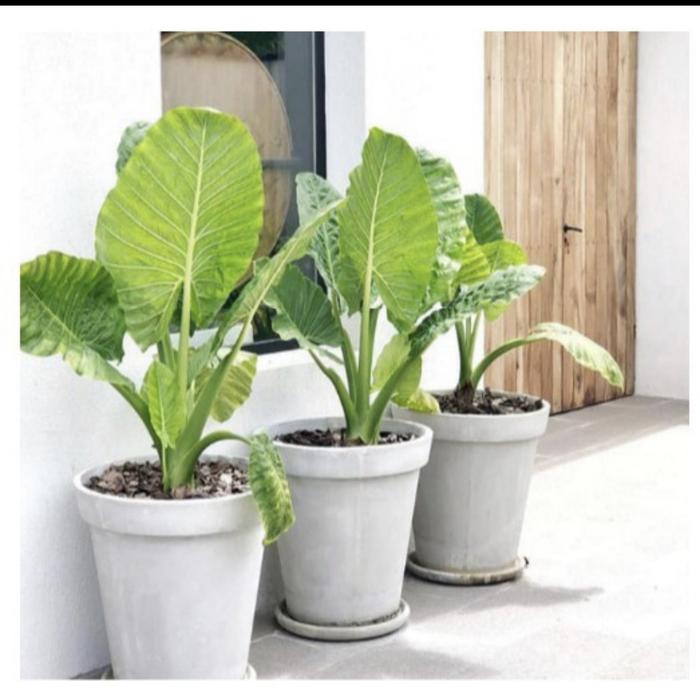 Jual Tanaman hias indoor out door sente hijau // talas hijau - Jakarta ...