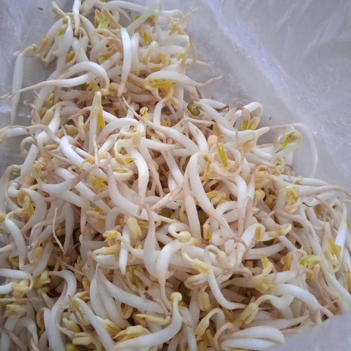 Jual toge tauge kecambah segar fresh kak bean sprouts berat 170gr ...