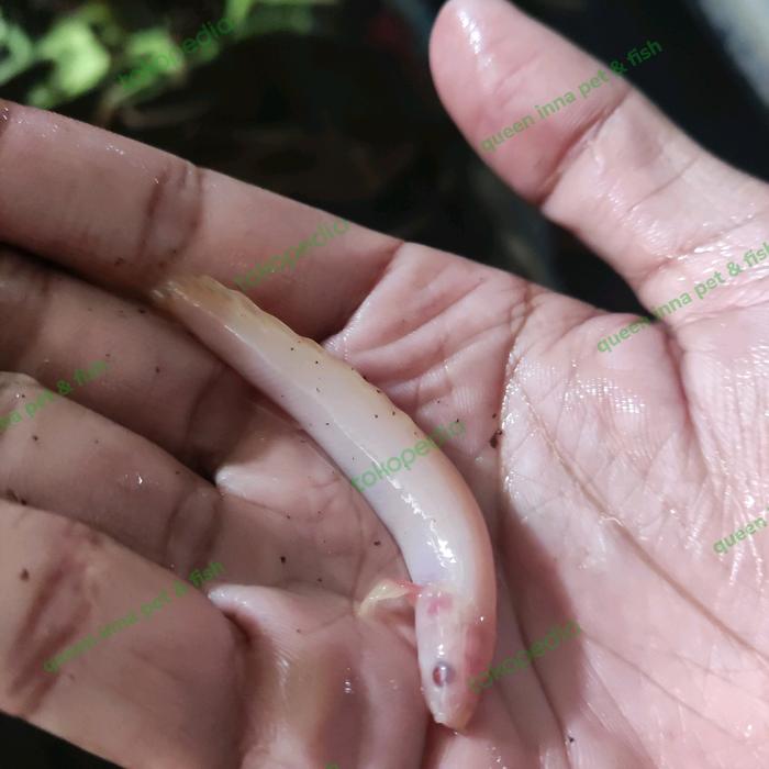 Jual ikan naga ikan palmas albino 2 inch - Kota Bekasi - queen inna pet ...