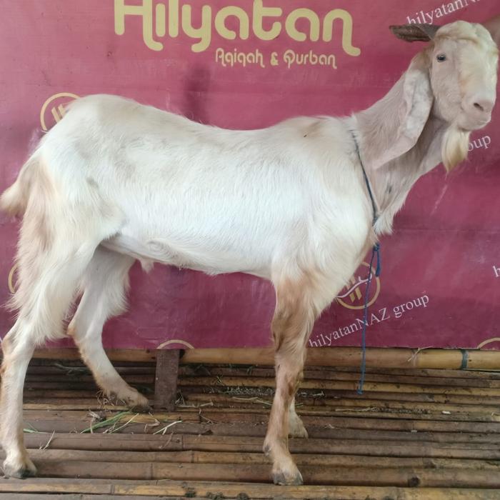 Jual kambing qurban / kambing qurban murah - Kota Depok - hilyatan Naz group | Tokopedia
