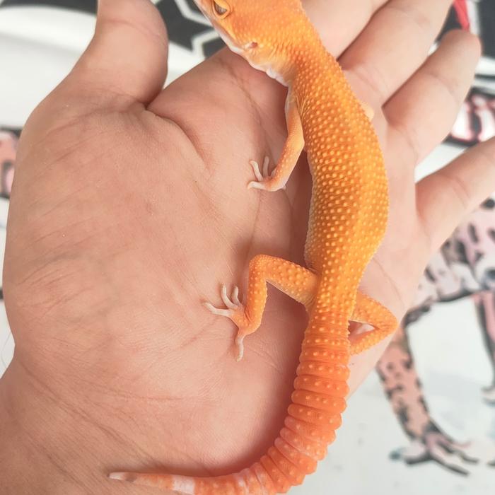 Jual Leopard Gecko Sunglow Adult - Kab. Bekasi - IstanaReptile | Tokopedia