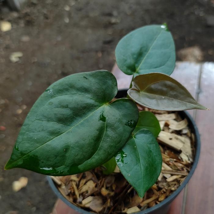 Jual anthurium Goliat - Kab. Bogor - Dunianya tanaman hias | Tokopedia