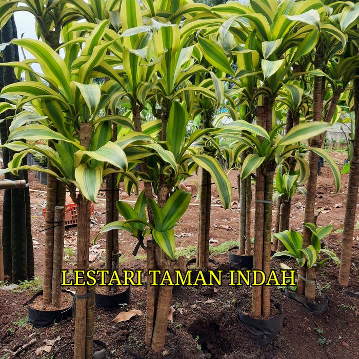 Jual tanaman hias hanjuang golden pohon hanjuang varigata kuning - Kab ...