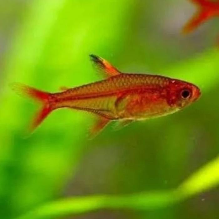 Jual ikan hias air tawar amandae / tetra api / ikan aquascape - Jakarta ...