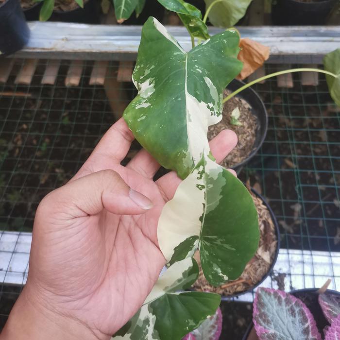 Jual Tanaman hias Alocasia Sente Varigata / keladi talas tales ...