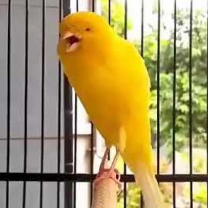Burung Kenari F1