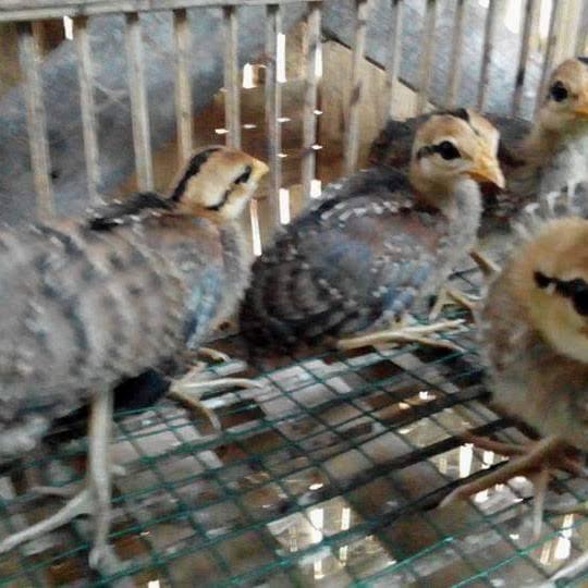 Jual anakan ayam hutan umur 1 bulan - Jakarta Pusat - TokoMulyaniShop ...