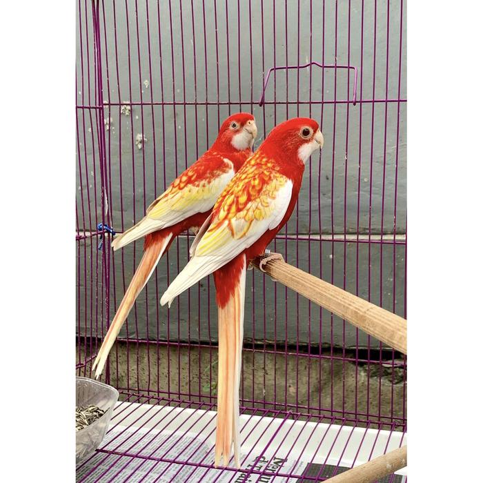 Rubino Rosella