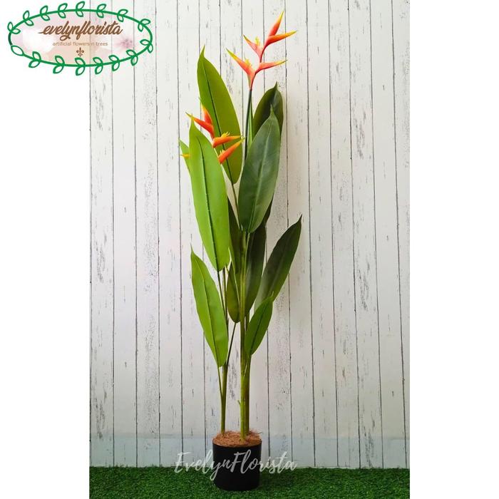Jual Pohon Hias Daun Pisangan Heliconia Bunga Bird Of Paradise T145 ...