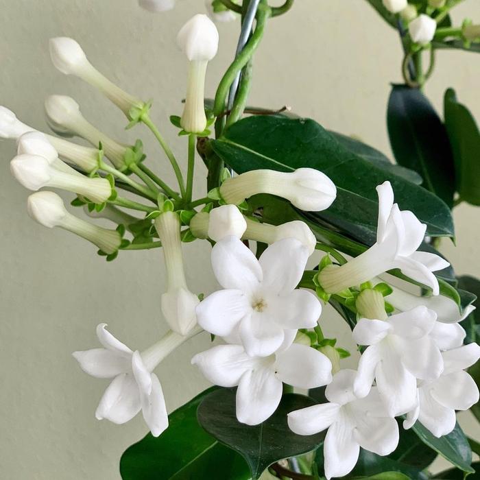 Jual Tanaman rambat bunga wangi Madagascar jasmine (Stephanotis ...