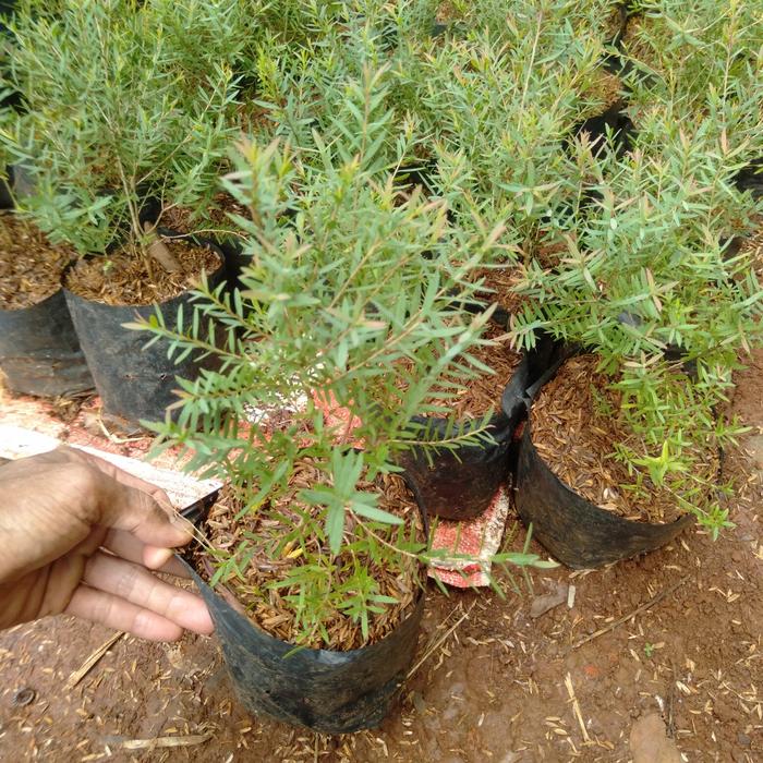 Jual Pohon minyak kayu putih mikro - Kab. Bogor - Irwan_tanaman | Tokopedia