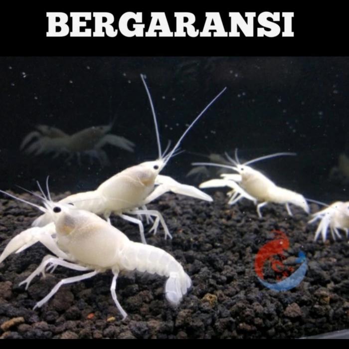 Snow White Lobster