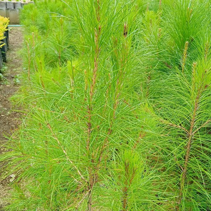 Jual Bibit tanaman pohon pinus - Kab. Bandung Barat - Kebun_krisna ...