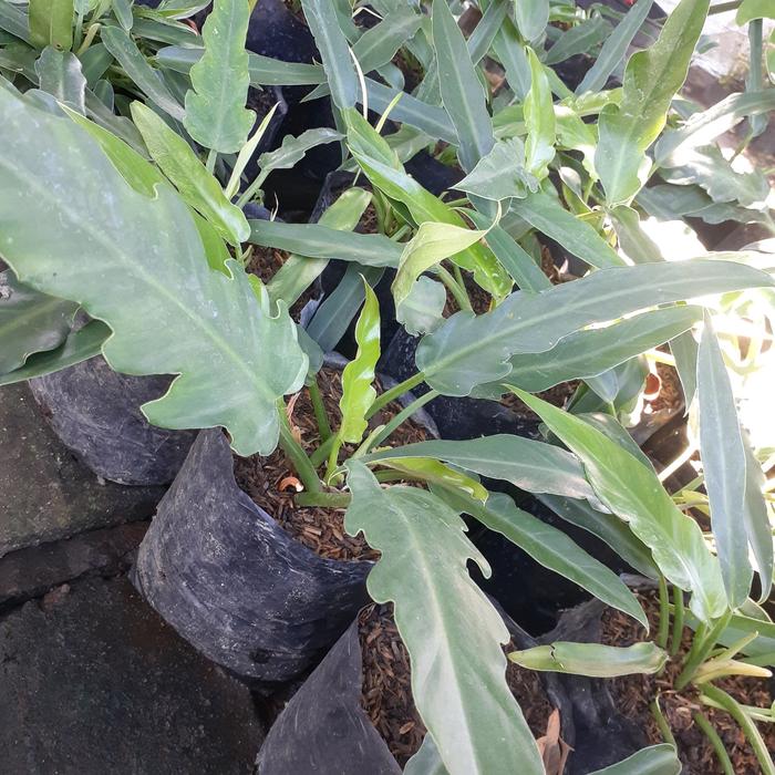 Jual Tanaman Hias Bunga Keris - Jakarta Barat - Kampung Bibit Tani ...