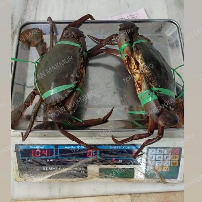 Jual Kepiting Hidup Jantan Besar Daging Full Padat Size 500 Up / 1Kg ...