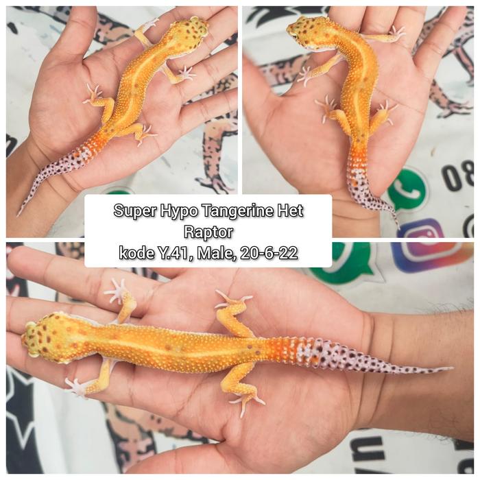 Jual Leopard Gecko Super Hypo Tangerine het Raptor - Kab. Bekasi ...