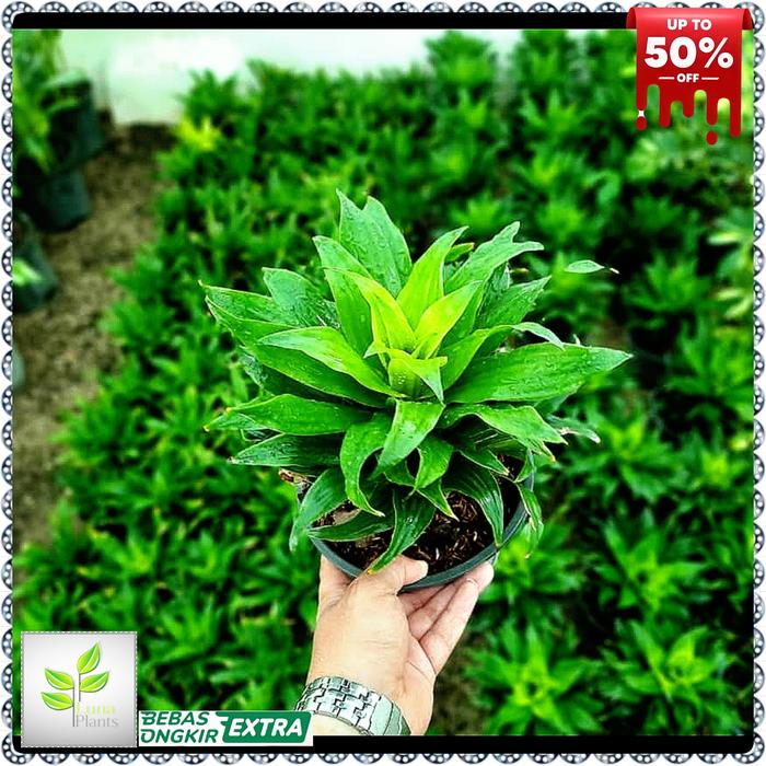 Jual tanaman hias kemoceng hijau - tanaman hias kemong cordyline - Kab ...