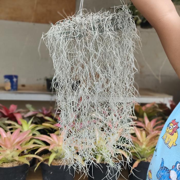 Jual Tanaman hias jenggot musa/Tillandsia usneoides/Tanaman menjuntai ...