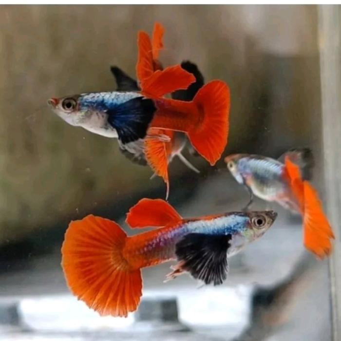 Jual ikan guppy PRTDE sepasang / Grade A ( Kuping Lebar) - Kota Depok ...