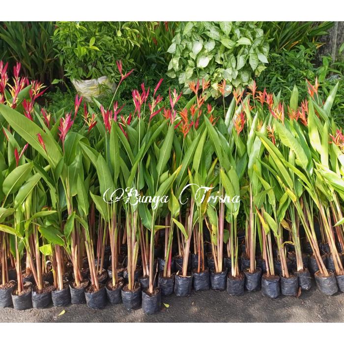 Jual Tanaman hias HELICONIA / PISANG-PISANGAN BALI - Jakarta Utara ...