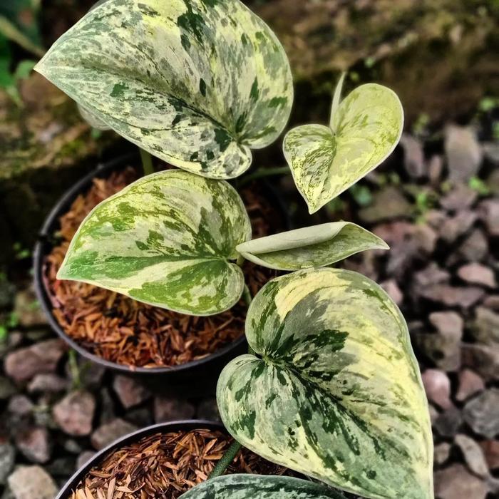 Jual Scindapsus Hologram (Silver knight variegata) - Kab. Lumajang ...