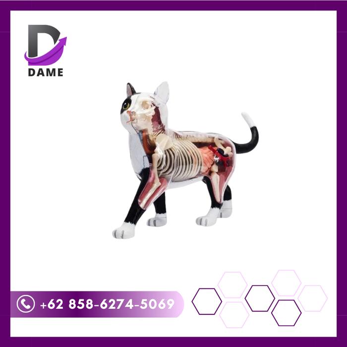 Jual Anatomi Hewan Kucing | Alat Peraga Hewan Kucing - Kab. Bogor ...