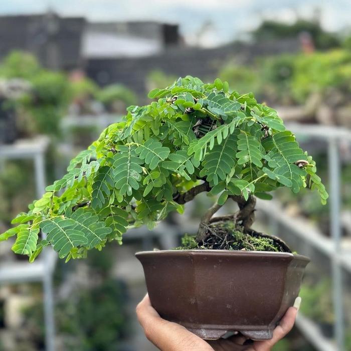 Jual tanaman bonsai asem jawa siap pajang - Kota Batu - bang menggok ...