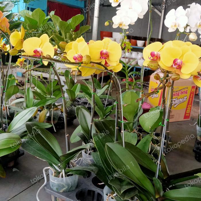 Jual bunga anggrek hidup anggrek bulan warna kuning sesuai foto - Kota ...