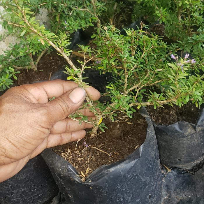 Jual Pohon Saeng Simbur Super Micro Vietnam Bunga Ungu Bahan Bonsai Di ...