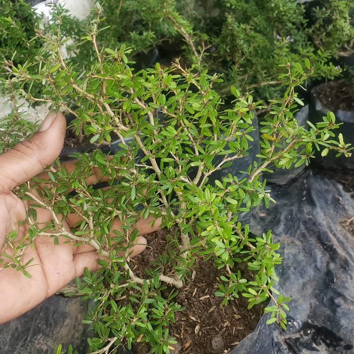 Jual Pohon Saeng Simbur Super Micro Vietnam Bunga Ungu Bahan Bonsai Di ...
