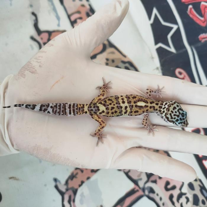 Jual Leopard Gecko baby 2-3 bl Bebas Pilih Morph!! Dapat sesuai pilihan ...