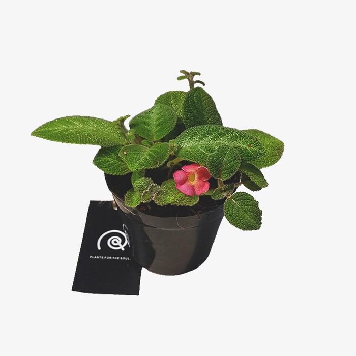 Jual Episcia 'Shimmer' pink flowers - Tanaman hias / Houseplant / Taman ...