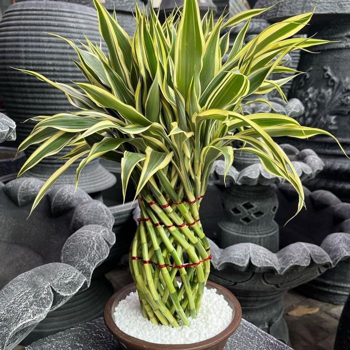 Jual tanaman hias bambu hoki varigata lucky bamboo gucci variegata ...