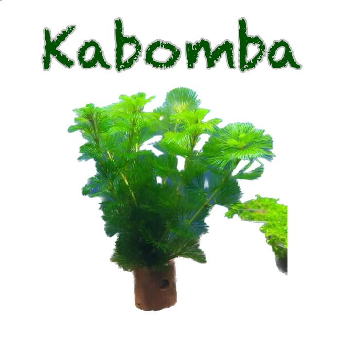 Jual HYDRILLA / KABOMBA Tanaman Hias Aquascape Air Tawar - Jakarta ...