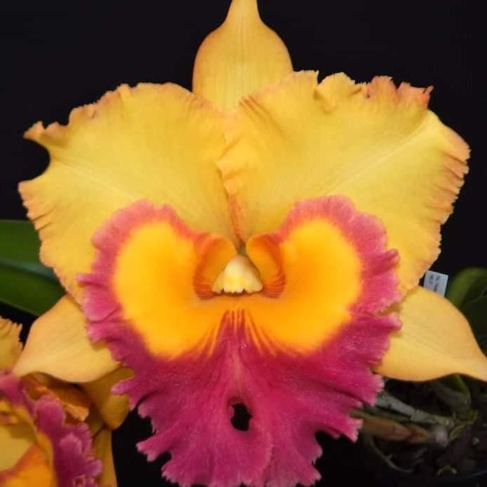 Jual Anggrek Thaksina Gold 'Joy' CATTLEYA Bumi Orchids Mericlone - Kab. Mojokerto - BUMI ORCHIDS ...