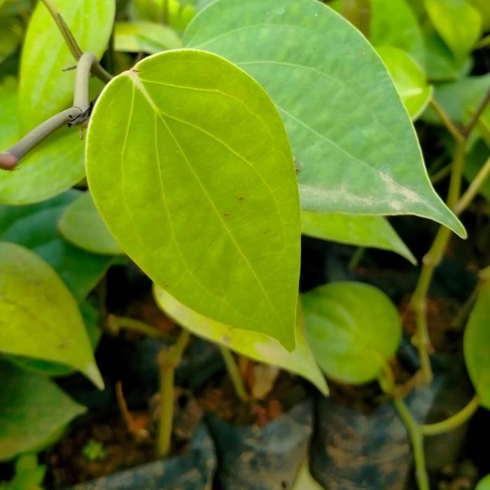 Jual Bibit Merica Solor Super Siap Tanam | Bibit Lada Rambat Murah ...