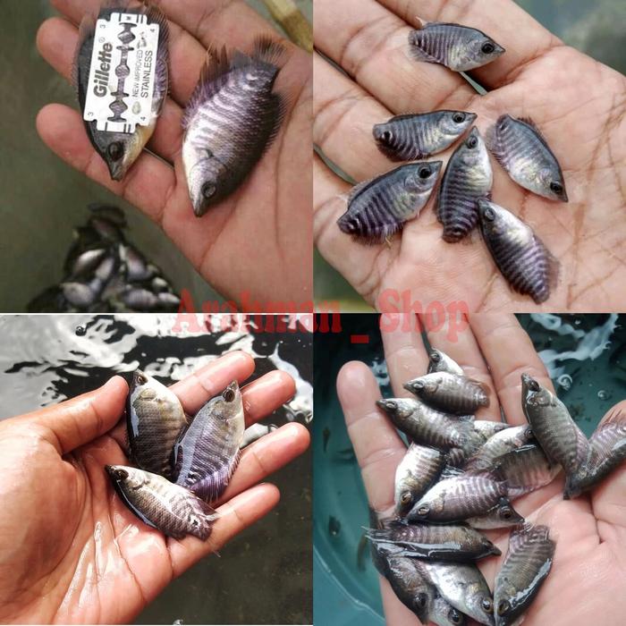 Bibit Ikan Gurame