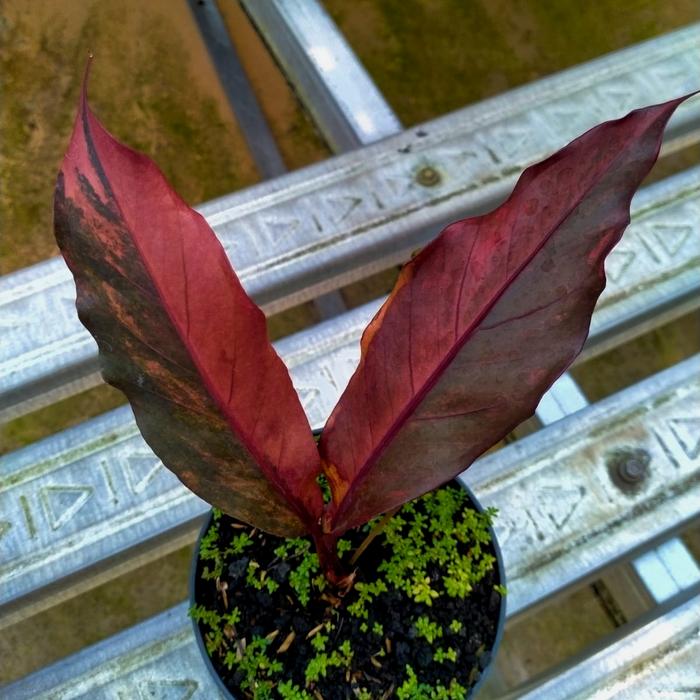 Jual anthurium paketan ( hokeri red samantha dan obor ) - Kota ...