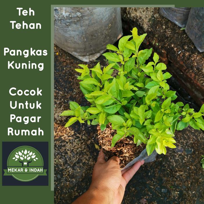 Jual tanaman hias teh tehan, pangkas kuning, tanaman pagar rumah ...