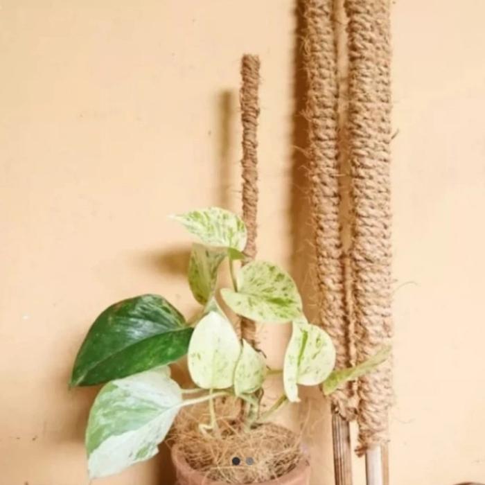 Jual Turus tiang penyangga tanaman rambat,turus rambatan tanaman 40 cm ...