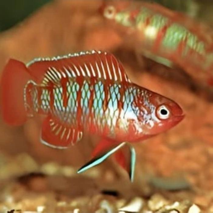 Jual Ikan hias air tawar badis red scarlet/ ikan aquascape - Jakarta ...
