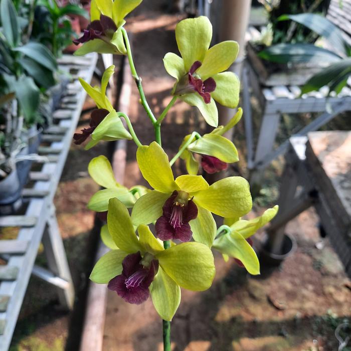Jual dendro bunga kuning lidah merah - Kota Batu - Putra Orchids ...