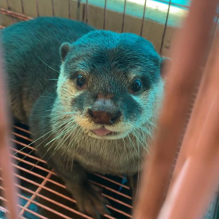 Jual Otter/berang-berang Jinak/bounding - Kab. Bekasi - sripetshop ...