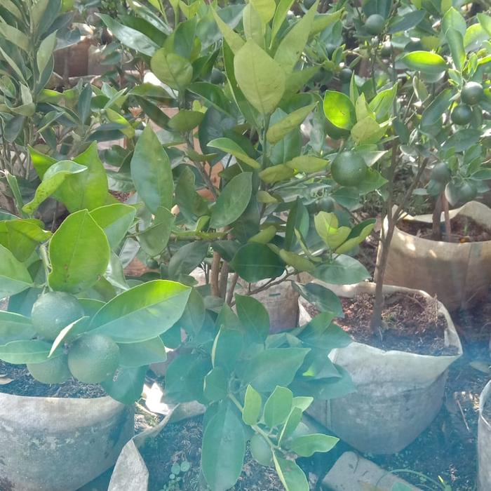 Jual Bibit Pohon Jeruk Baby java berbuah/Pohon Jeruk Baby Java Full ...