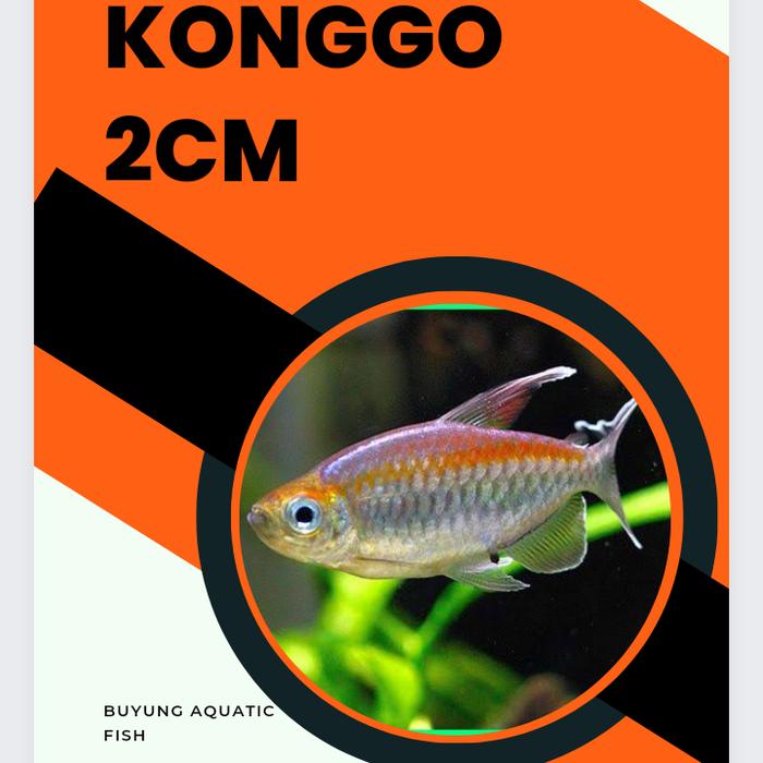 Jual ikan kongo tetra aquascape/ikan hias /ikan hias air tawar - Kota ...