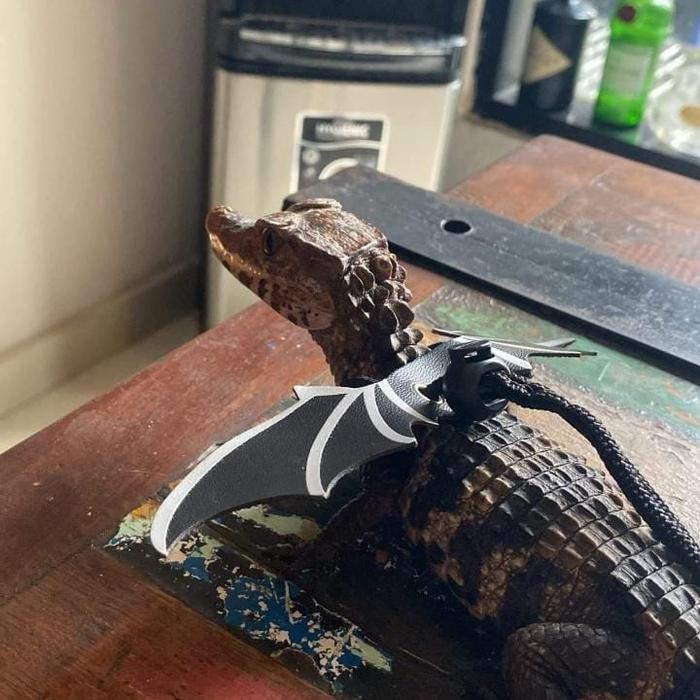 Jual buaya cuvier dwarf caiman baby - Kab. Bandung - INDEXAN | Tokopedia