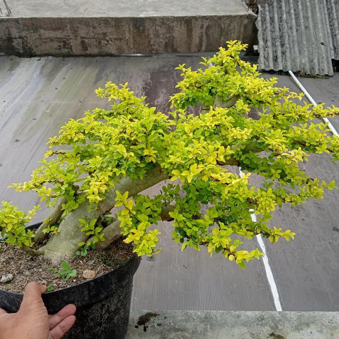 Jual bonsai jadi legistrum daun golden bogel - Kab. Cianjur ...